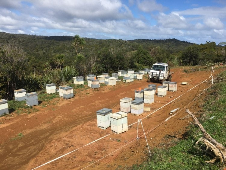 White Rata Honey 4 + NPA (55MGO) – The Honey Trap